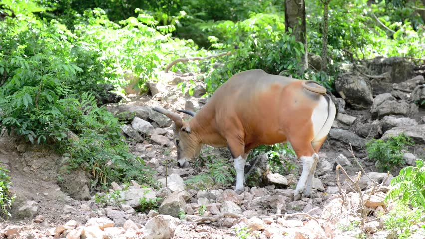 Banteng image - Free stock photo - Public Domain photo - CC0 Images
