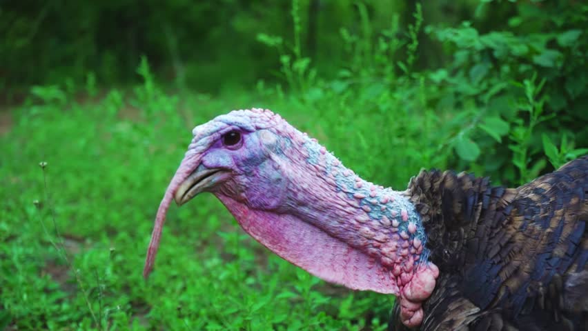 Wild Turkey walking image - Free stock photo - Public Domain photo ...