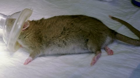 Anesthesia Mask Stock Video Footage - 4K and HD Video Clips | Shutterstock