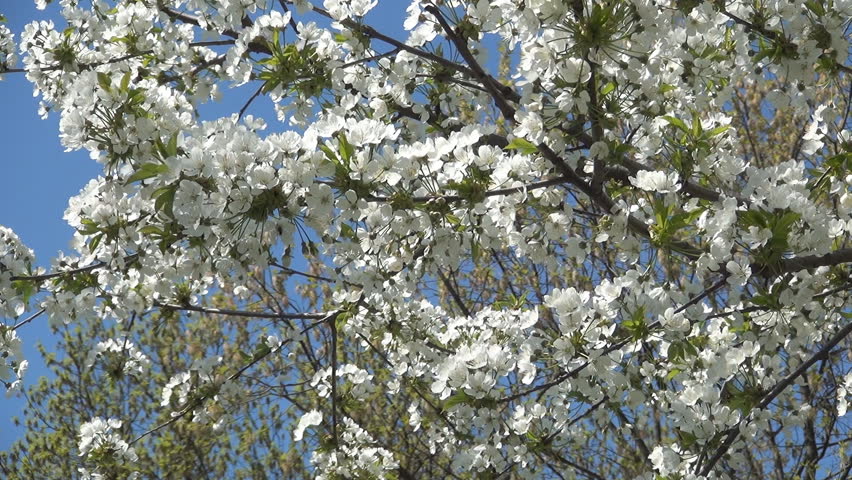 Pleasant Odor Garden Fresh Exuberant Stock Footage Video (100% Royalty ...