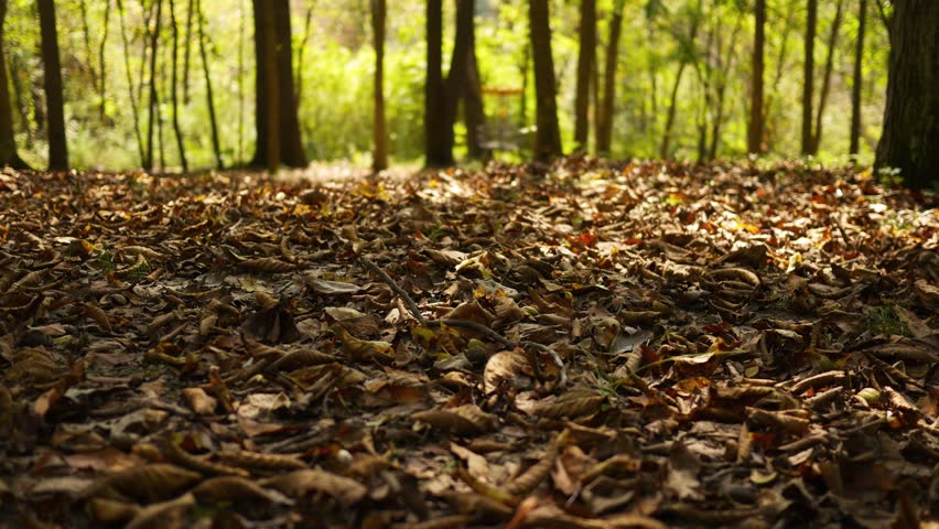 Leafy Autumn forest floor image - Free stock photo - Public Domain ...