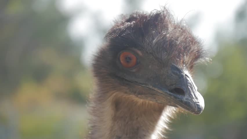 Ostrich Head close-up image - Free stock photo - Public Domain photo ...
