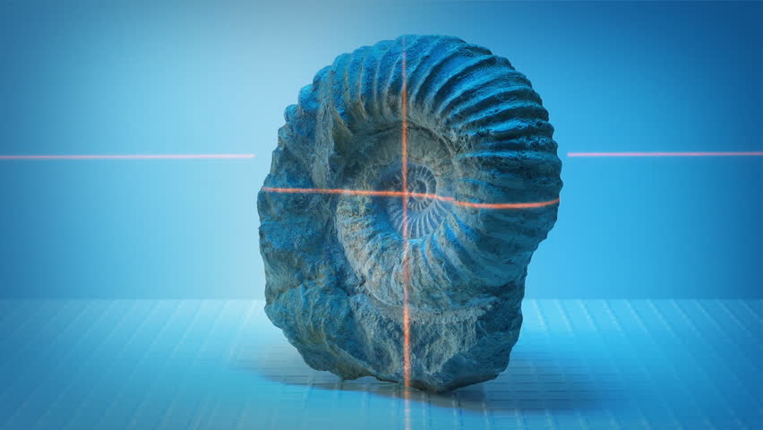 Ammonite Shell image - Free stock photo - Public Domain photo - CC0 Images