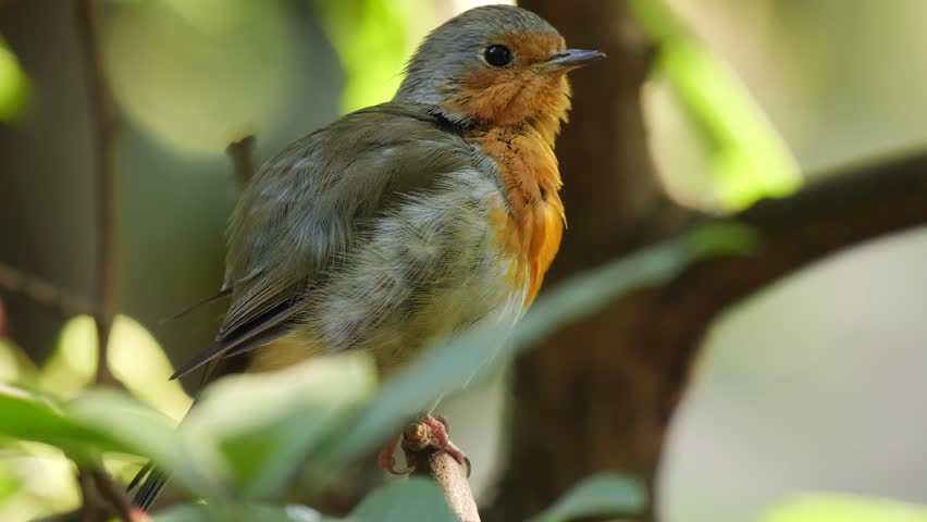 European Robin on a branch image - Free stock photo - Public Domain ...