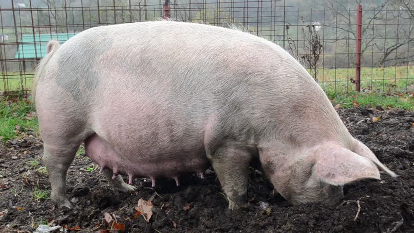 Large White Sow. Domestic Pig Stock Footage Video (100% Royalty-free ...