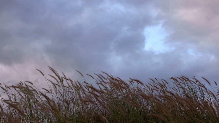 Wind Blown Grass Stock Video Footage - 4K and HD Video Clips | Shutterstock