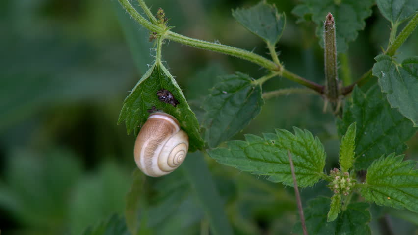 Snail in Spider Web image - Free stock photo - Public Domain photo ...