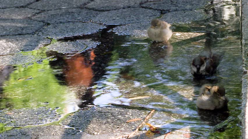 Small Bird Taking a Bath image - Free stock photo - Public Domain photo ...