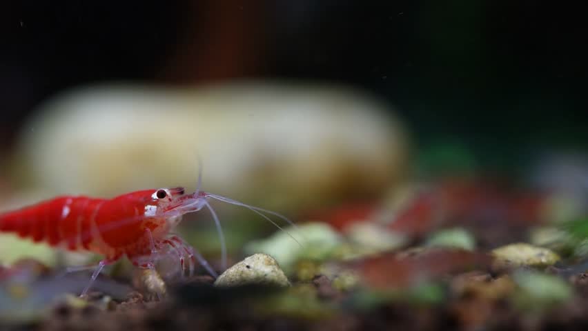 Shrimp in water image - Free stock photo - Public Domain photo - CC0 Images