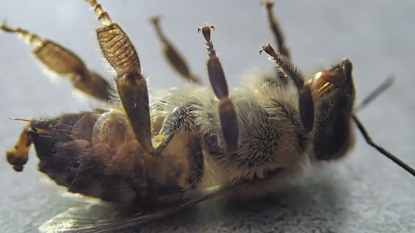 Back of Bee detail image - Free stock photo - Public Domain photo - CC0 ...