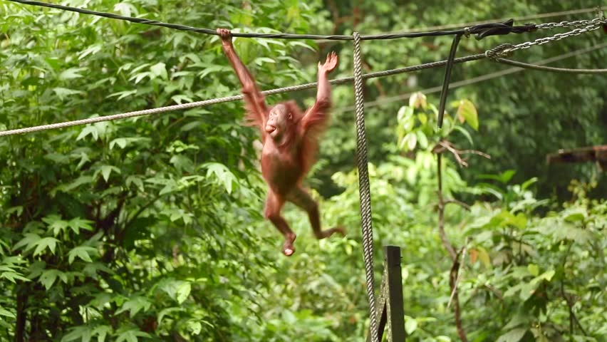 Orangutan image - Free stock photo - Public Domain photo - CC0 Images