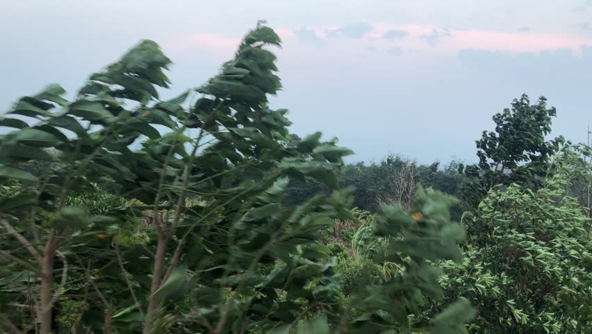 Strong Wind Trees