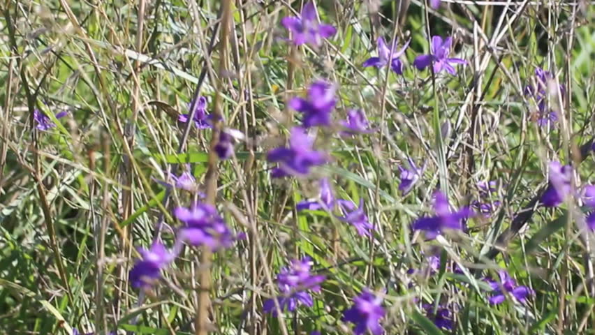 Steppe Flowers Stock Video Footage - 4K and HD Video Clips | Shutterstock