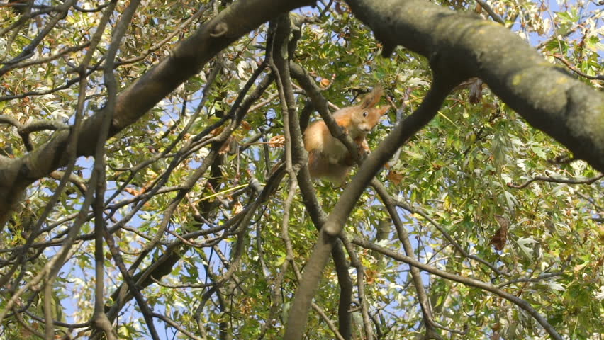Squirrel Looking up at the tree image - Free stock photo - Public ...