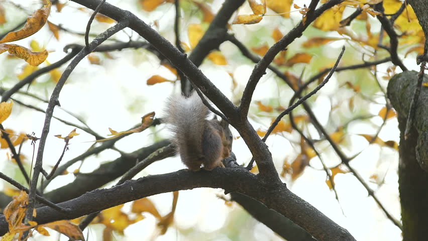 Squirrel Looking up at the tree image - Free stock photo - Public ...