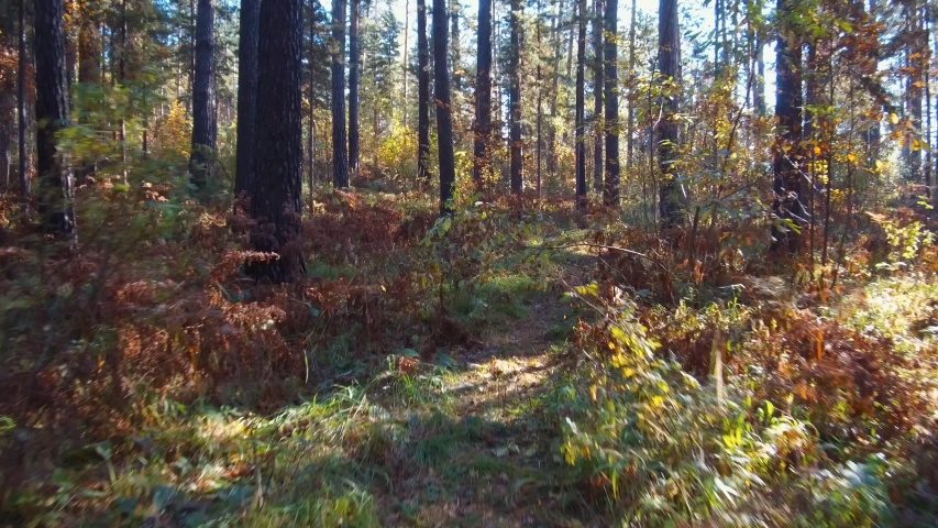 Birch Forest in Russia image - Free stock photo - Public Domain photo ...