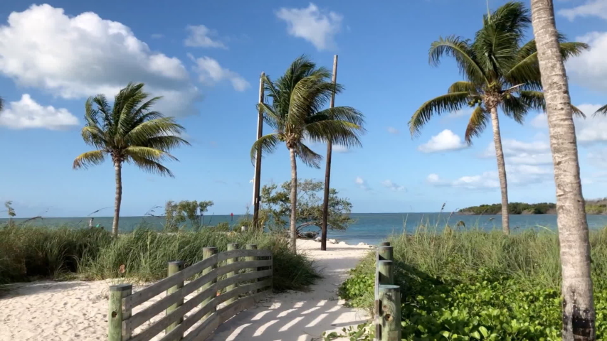 Tree at Park in Key West, Florida image - Free stock photo - Public ...