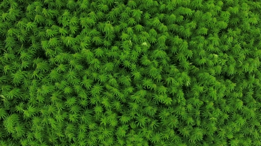 Hemp Field Slowly Wave in Stock Footage Video (100% Royalty-free ...