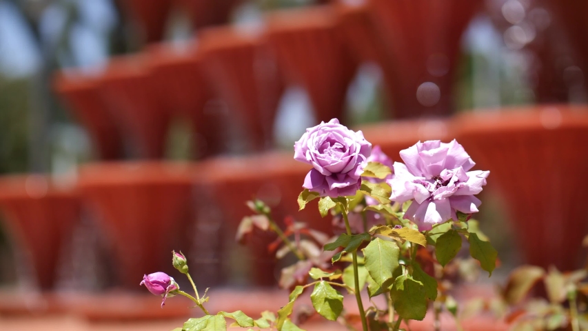 Fountain in the Rose Garden image - Free stock photo - Public Domain ...
