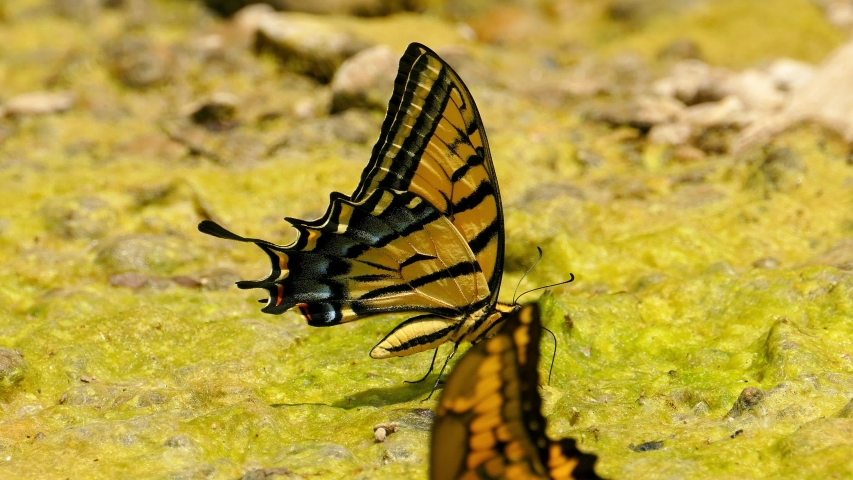 Tiger Swallowtail Butterfly flying image - Free stock photo - Public ...
