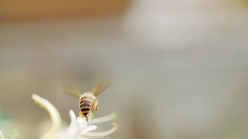 Back of Bee detail image - Free stock photo - Public Domain photo - CC0 ...