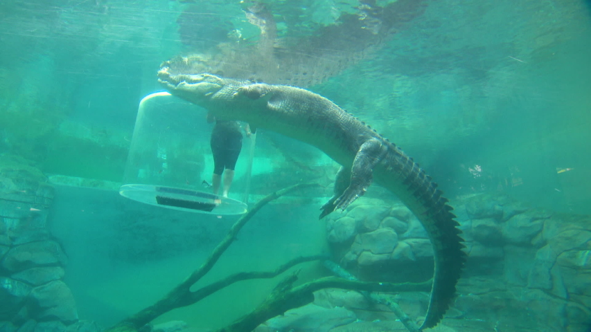 Saltwater Crocodile - Crocodylus porosus image - Free stock photo ...