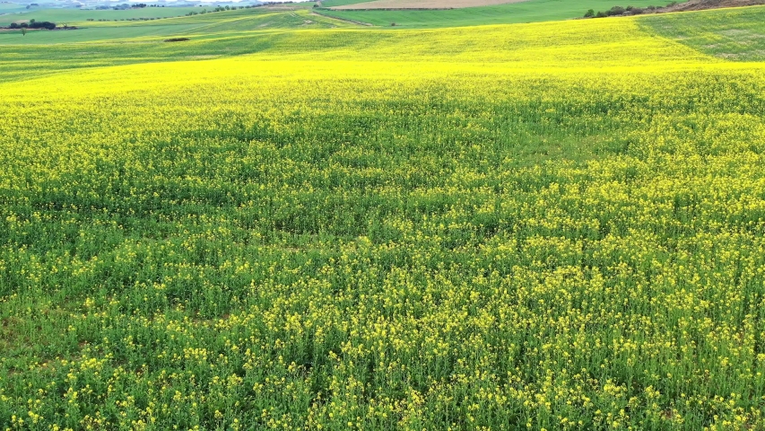 Yellow flowers landscape in Spain image - Free stock photo - Public ...