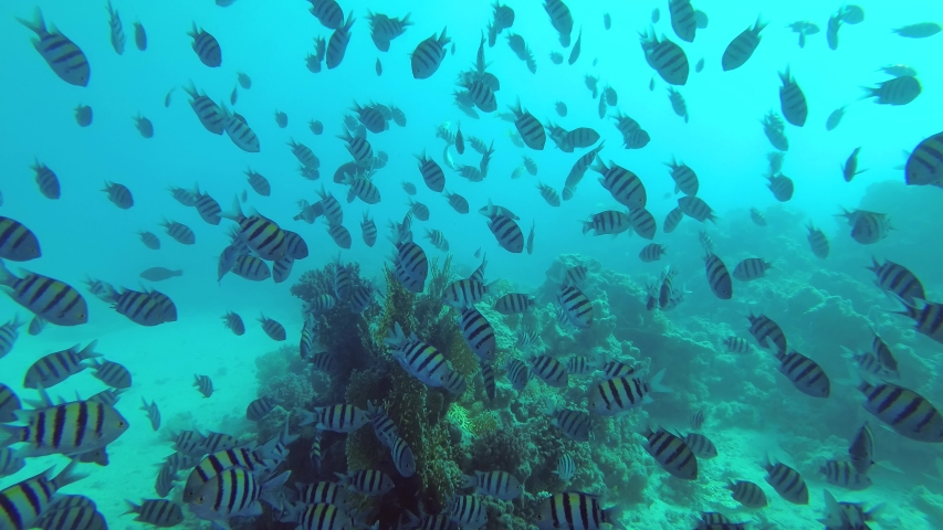 Sergeant Major Fish in the Water image - Free stock photo - Public ...