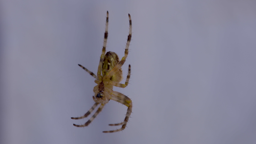 European Garden Spider - Araneus diadematus image - Free stock photo ...