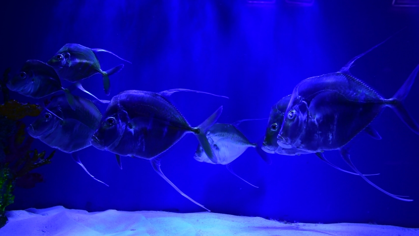 Moonfish image - Free stock photo - Public Domain photo - CC0 Images