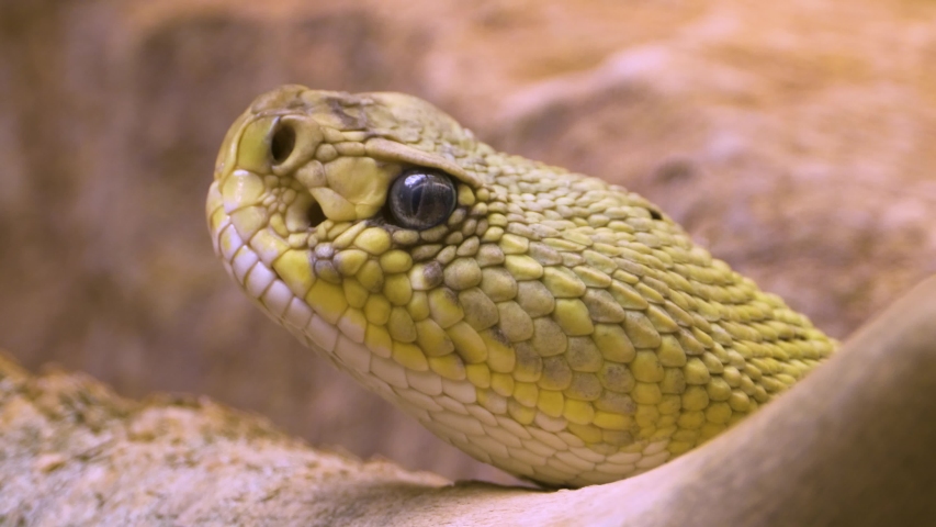 Rattlesnake image - Free stock photo - Public Domain photo - CC0 Images