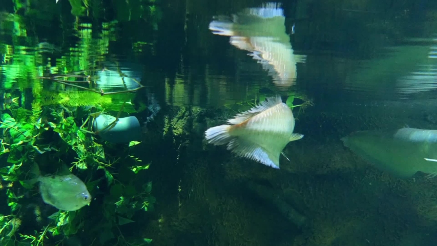 Arowana image - Free stock photo - Public Domain photo - CC0 Images