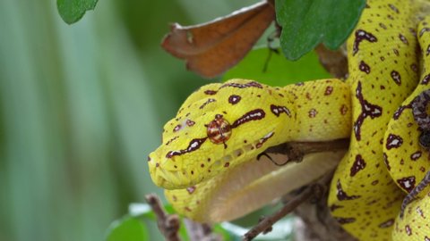 Green Tree Python Stock Video Footage - 4K and HD Video Clips ...