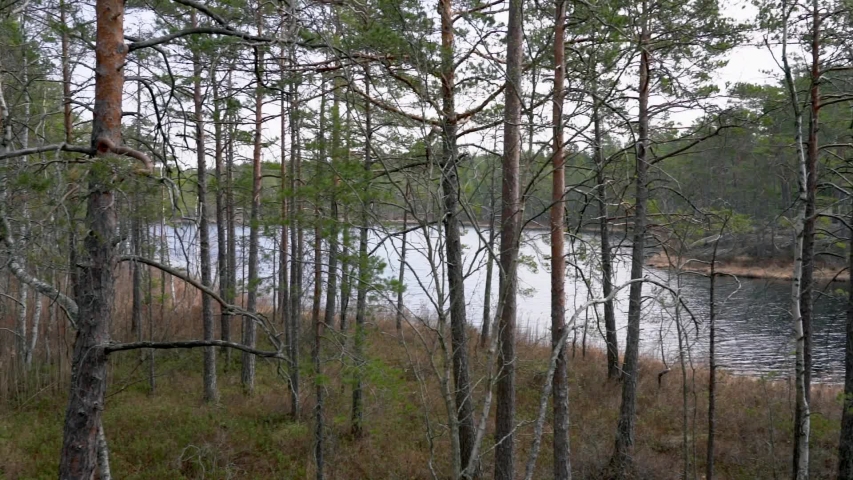 Trail through the woods and lake image - Free stock photo - Public ...