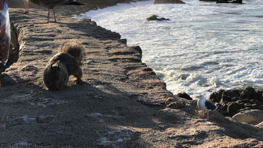 Ground squirrel eating nut image - Free stock photo - Public Domain ...