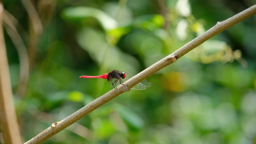 Red Dragonfly on branch image - Free stock photo - Public Domain photo ...