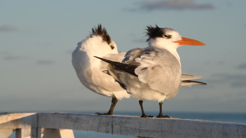 Royal Tern image - Free stock photo - Public Domain photo - CC0 Images