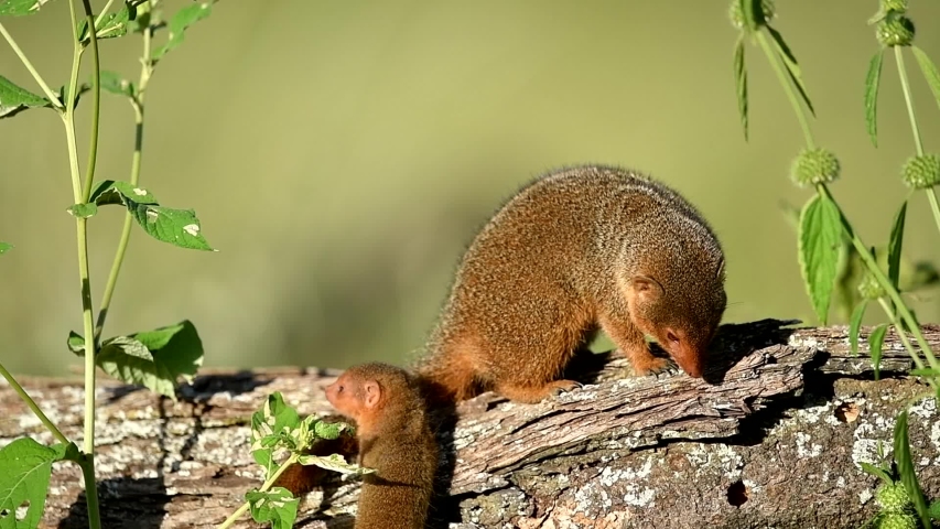 Dwarf Mongoose image - Free stock photo - Public Domain photo - CC0 Images