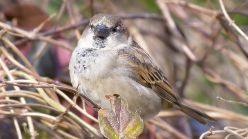 Close up of house sparrow image - Free stock photo - Public Domain ...