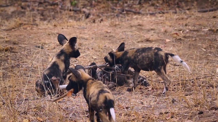 African Wild Dog - Lycaon pictus image - Free stock photo - Public ...