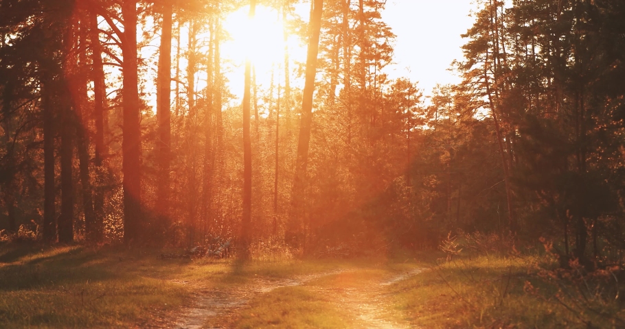 Forest Path with light shining through image - Free stock photo ...