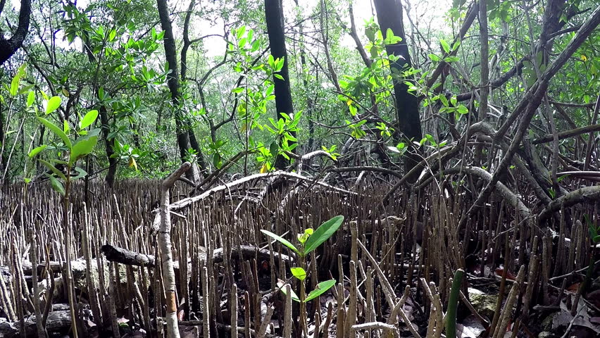 Florida Keys Mangrove Forest Shot Stock Footage Video (100% Royalty ...