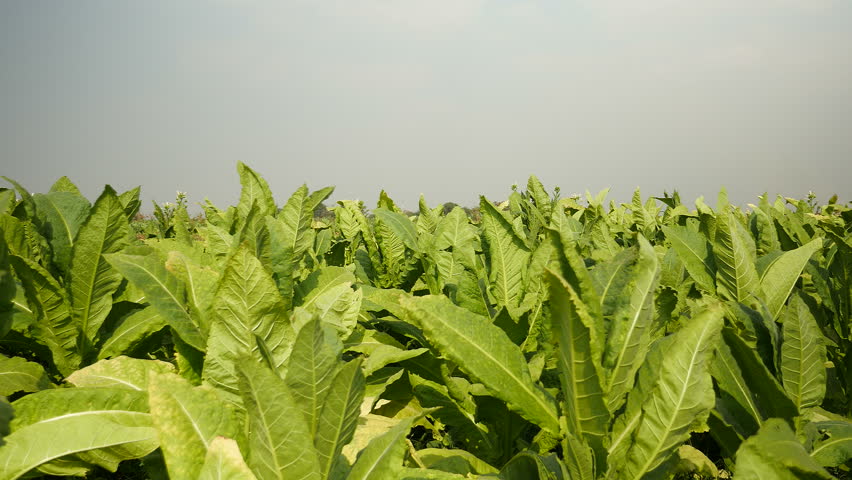 Tobacco Leaf Stock Footage Video | Shutterstock