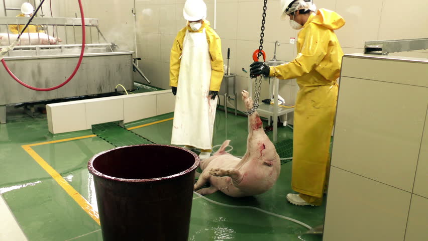 Slaughterhouse Interior , Workers Lifting Stock Footage Video (100% ...