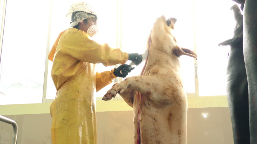 Professional Butcher in a Slaughterhouse Stock Footage Video (100% ...