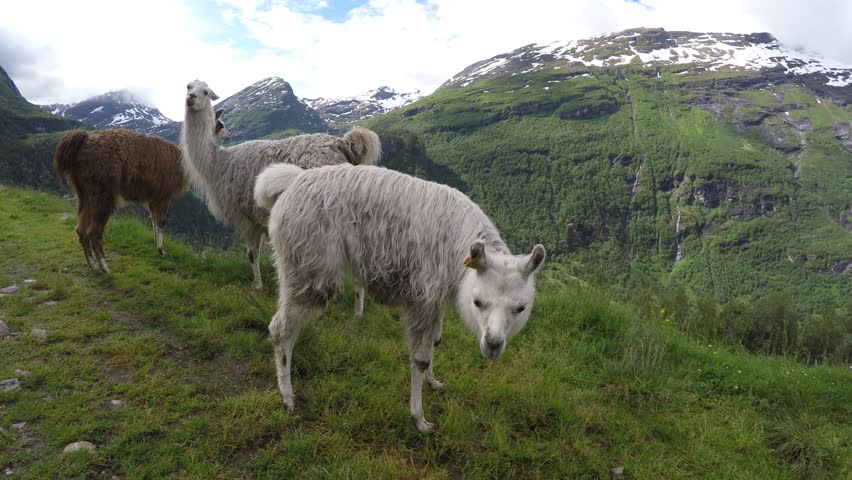 A Family Of Llama With Mountains, Clouds, Snow And Waterfalls In ...