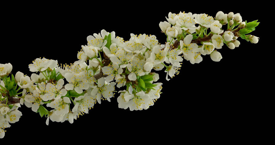 Cherry-tree Flowers Blooming, Time-Lapse With Alpha Channel (alpha With ...