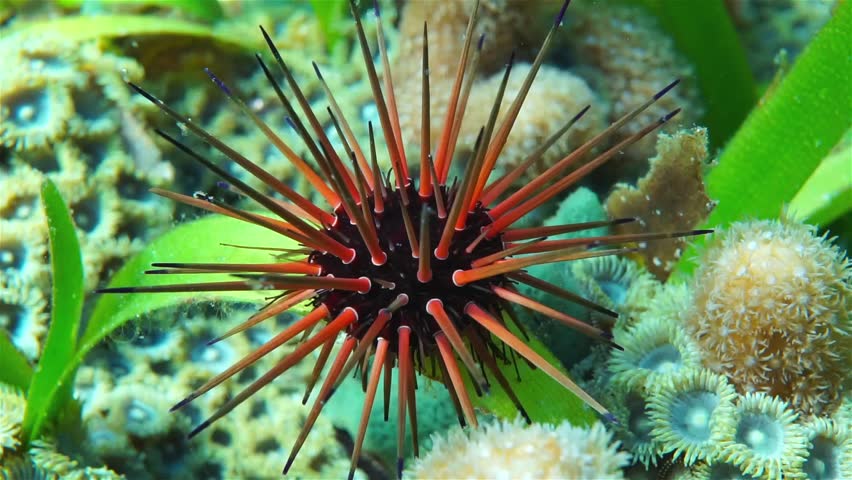 Reef Urchin Echinometra Viridis Usvi Caribbean