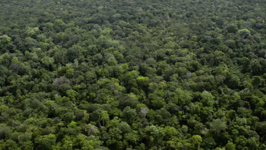 Aerial View Of The Amazon Rain Forest, The Largest Forest In The World ...
