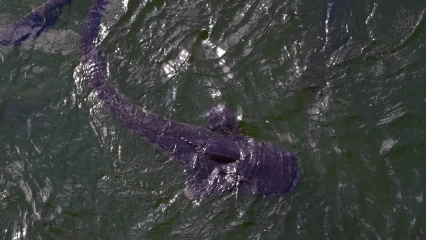 The Mutated Huge Catfish - Chernobyl Zone. Catfish Spend Their Lives In ...